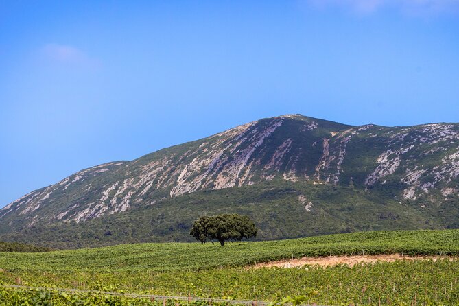 Arrabida and Sesimbra Small-Group Day Trip from Lisbon with Wine Tasting - What Travelers Say