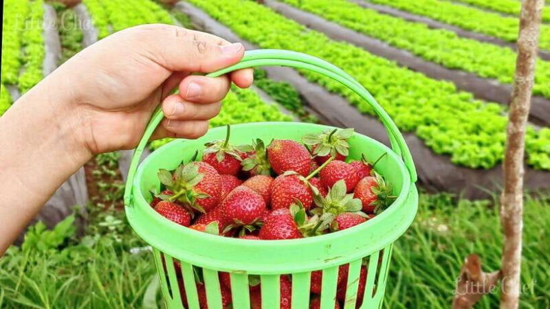 Baguio Country Side Tour (Private Tour) - What’s Included & What’s Not