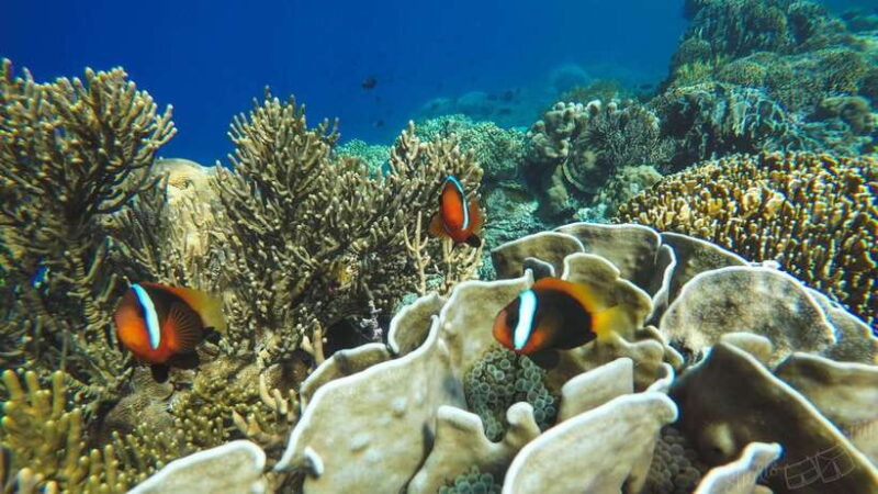 Bali: All-Inclusive Blue Lagoon & Tanjung Jepung Snorkeling - The Itinerary in Detail