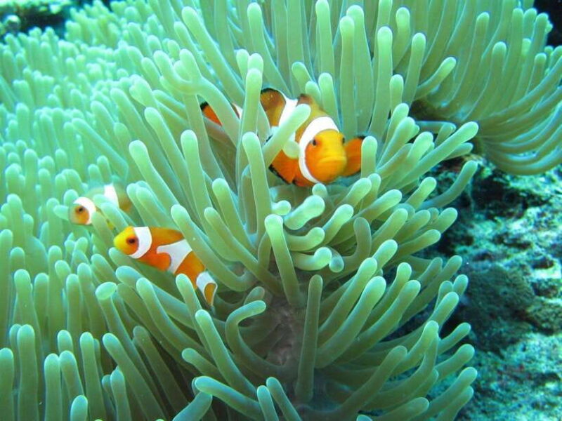 Bali: Basic Snorkeling at Menjangan Island - The Itinerary in Detail