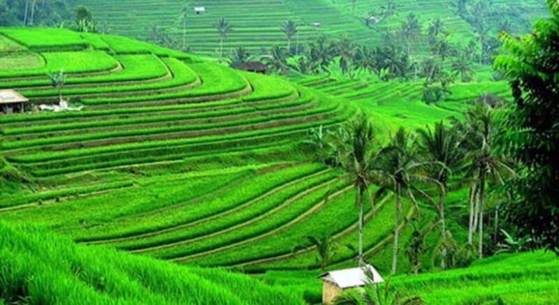 Bali: Jatiluwih Rice Terraces, Water Temple, Waterfall Tour - Exploring the Itinerary in Detail