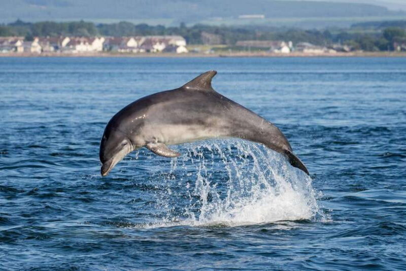 Bali: Lovina Dolphin Watching and Snorkeling Tour - An In-Depth Look at the Experience