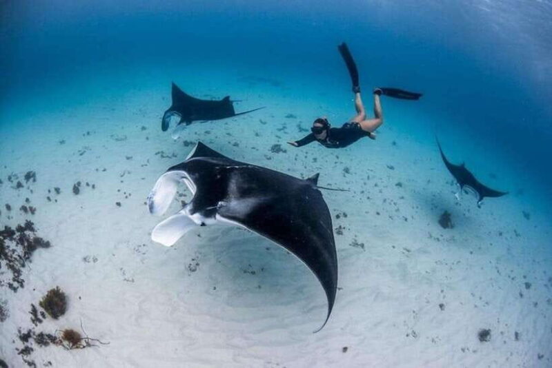 Bali: Private Snorkeling at Manta Point Nusa Penida - Authentic Feedback from Travelers