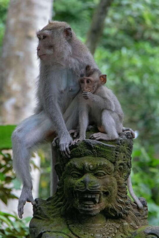 Bali: Sunrise Kintamani Jeep Tour with Monkey Forest - The Sum Up