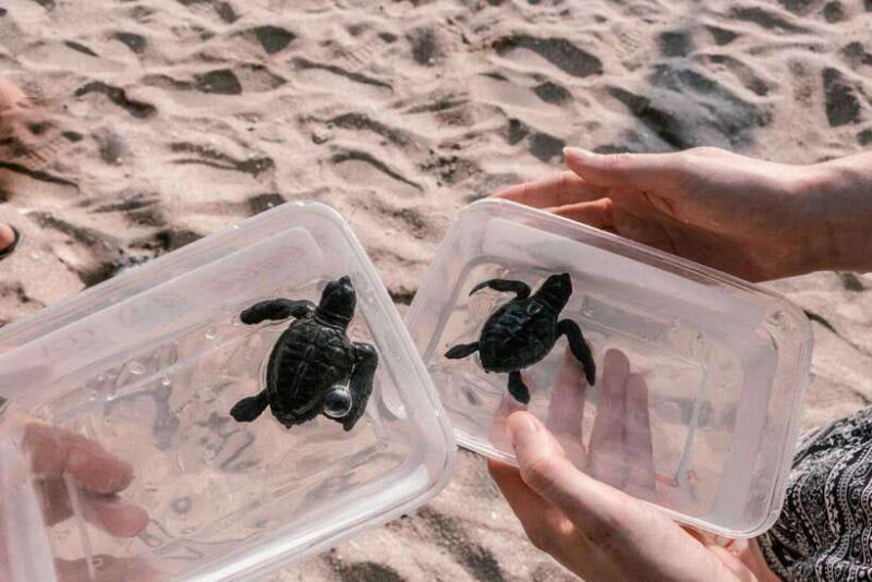 Bali : Turtle Conservation Center Tour option Release Turtle - Who Will Love This Tour?