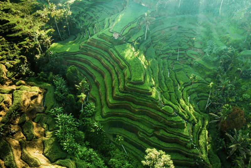 Bali: Ubud (Temple, Spring, Rice Terraces, & Waterfall) - What to Expect on This Ubud Tour