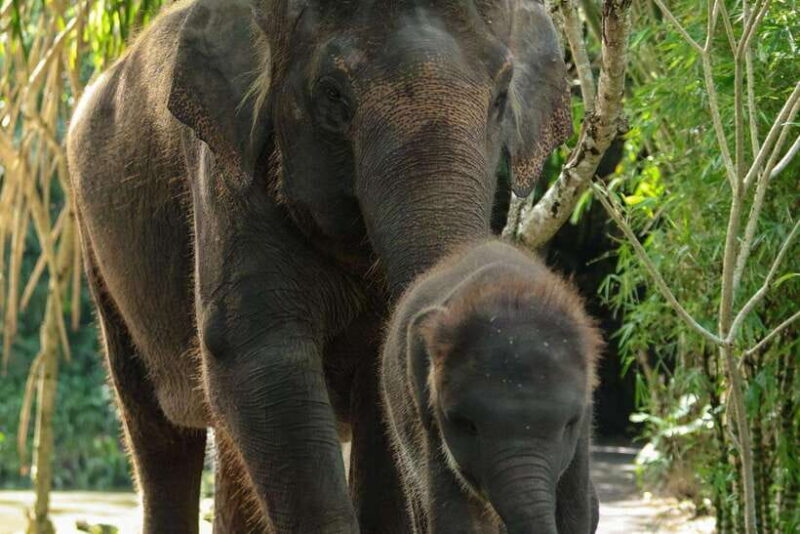 Bali Zoo: Behind Closed Doors Afternoon Safari Guided Tour - Final Thoughts: Who Will Love This Tour?