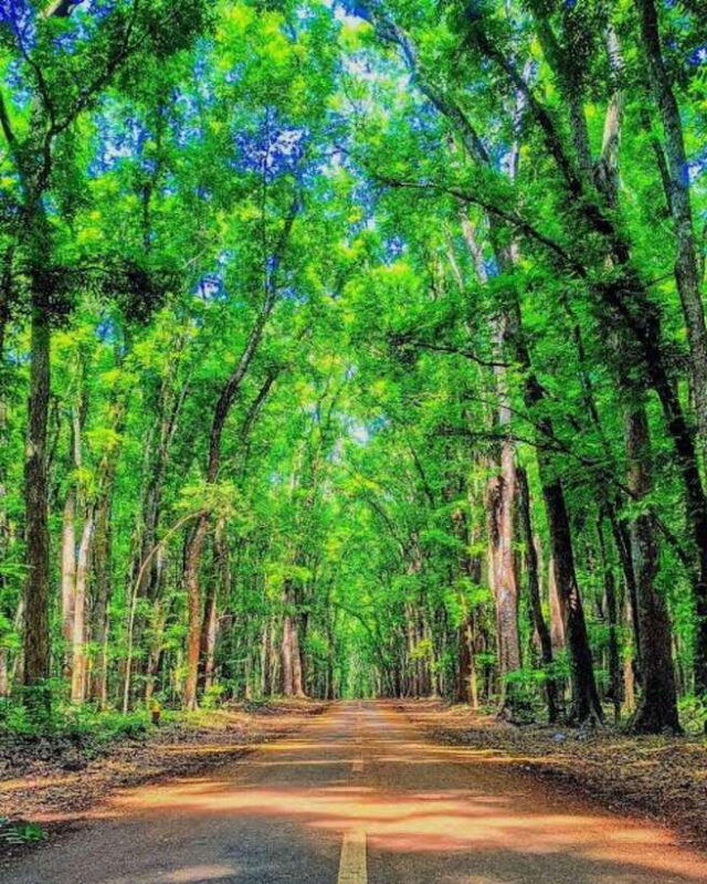 Banyuwangi: 2-Day Adventure with Baluran National Park - Authentic Experiences and Highlights