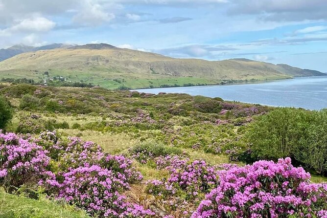 Belfast & Giants Causeway Luxury Mercedes Private Tour for 6 pax - The Itinerary in Detail: What to Expect
