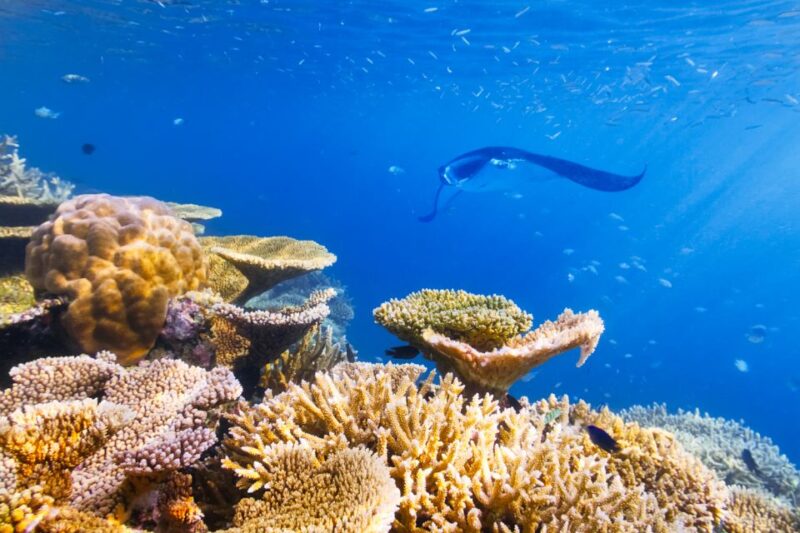 Big Island: Snorkel with Manta Rays - Manta Guarantee - The Itinerary: What to Expect