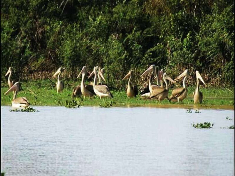 Bird Watching at Tonle Saps Inundated Forest From Siem Reap - The Itinerary: What to Expect