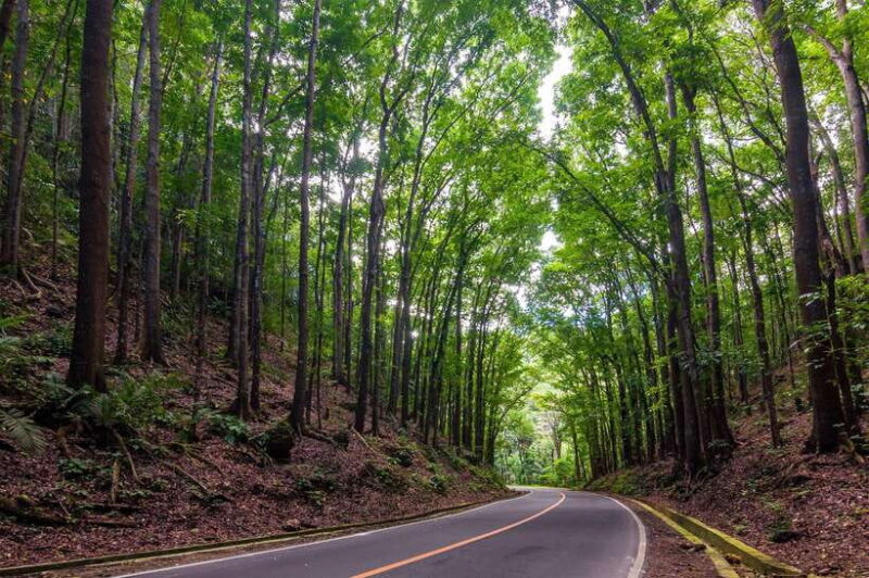 Bohol: Countryside Tour with Loboc (Buffet Lunch) - The Practicalities of the Tour