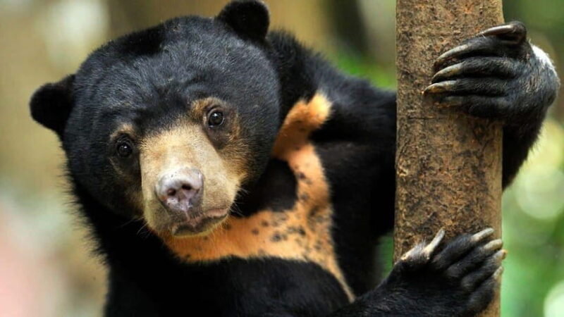 Borneo : Orangutan, Proboscis Monkey, and Sun Bear Tour - The Itinerary in Detail