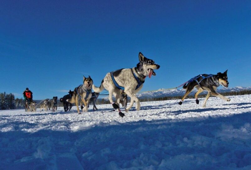 Bozeman: 6 Day Yellowstone Winter Wonderland Tour - What You Can Expect: Day-by-Day Breakdown