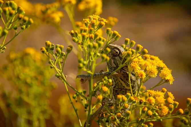 Buskett Woodlands and Dingli Cliffs Nature Walking Private Tour - The Experience: What Makes It Stand Out
