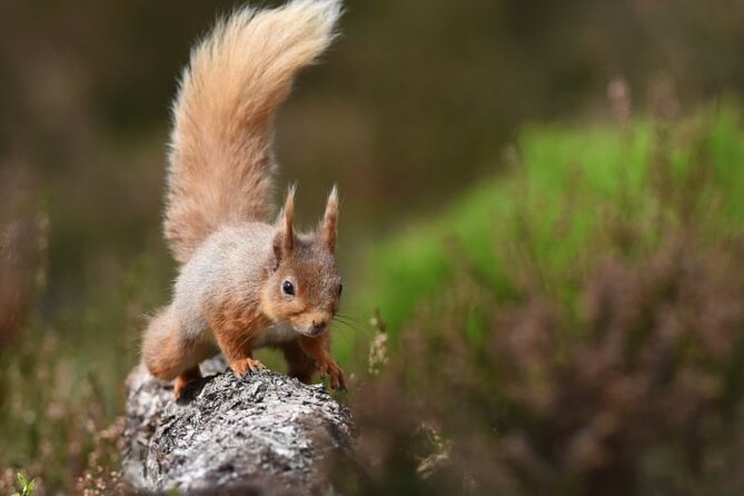 Cairngorms; Highest Mountains, Bonnie Lochs & Ancient Forests - A Deep Dive into the Cairngorms Tour