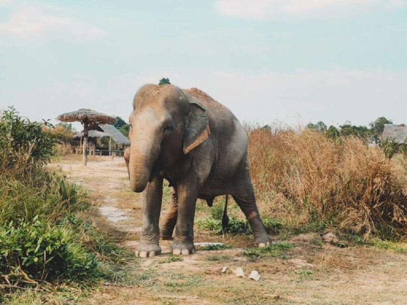 Cambodia Elephant Sanctuary Include Hotel Transfer Roundtrip - The Itinerary Breakdown