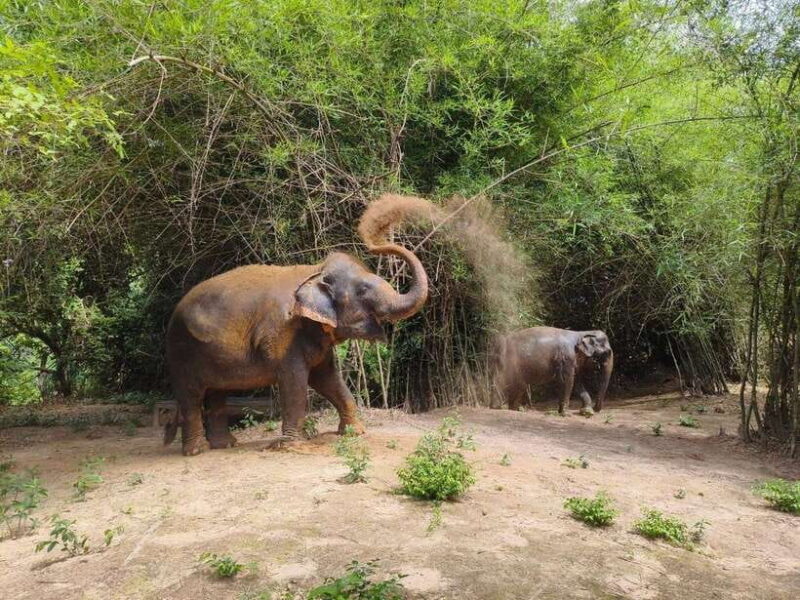 Cambodia Elephants Haft Day Experiences from Siem Reap - The Itinerary in Detail