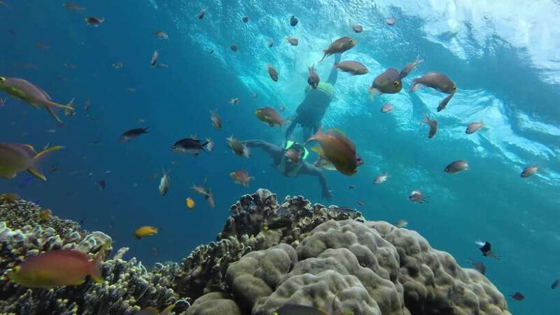 Cebu Moalboal Adventure Combo: Snorkel & Canyoneering +Lunch - The Practicalities: What’s Included and What’s Not