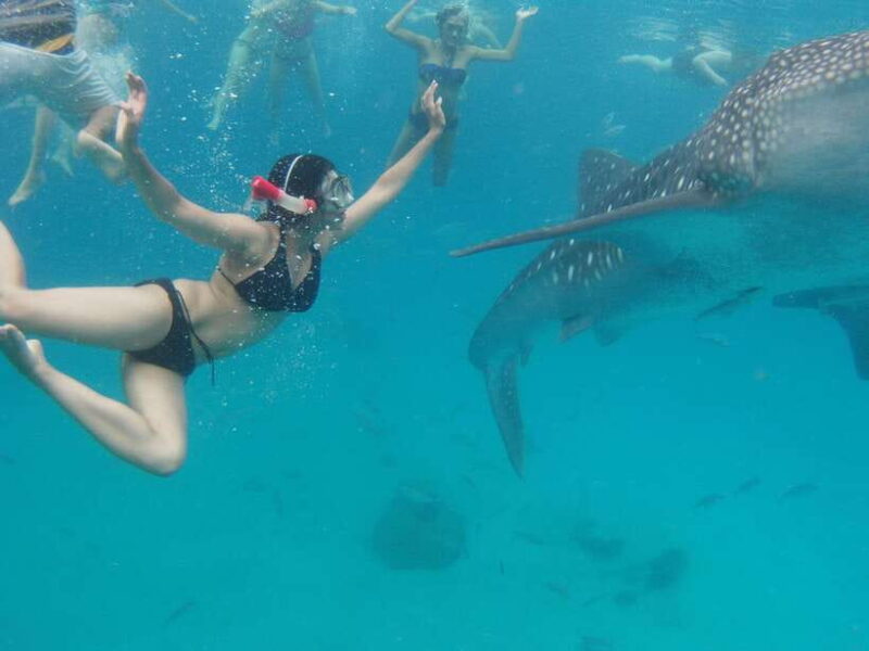 Cebu: Oslob Whale Sharks, Tumalog Falls & Sardine Snorkeling - What to Expect from the Tour