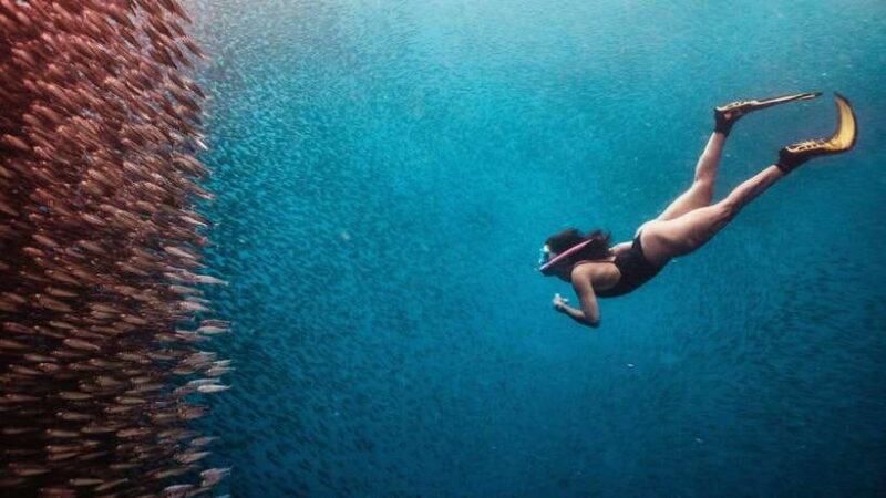 Cebu: Sardine & Turtle Snorkelling Run & Mantayupan Falls - In-Depth Analysis of the Tour Experience