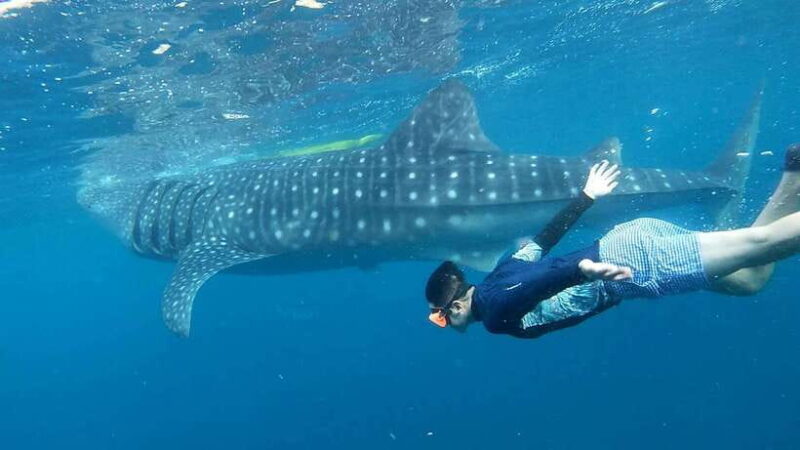 Cebu: Whale Shark Swim and Kawasan Canyoneering Tour - An Overview of the Experience