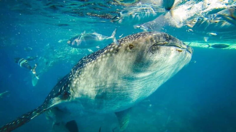 Cebu Whale Shark Swimming & Kawasan Canyoneering Group Tour - A Detailed Look at the Itinerary