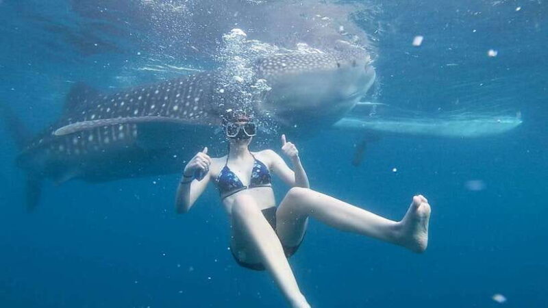 Cebu: Whale Shark Watching and Canyoneering Group Tour - Itinerary Breakdown