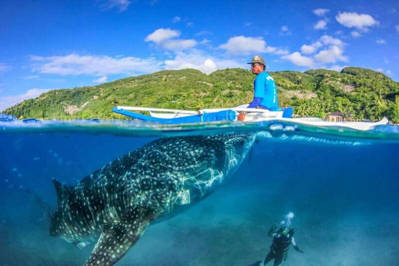 Cebu: Whale Sharks, Tumalog Falls, and Monkey Sanctuary Tour - In-depth Look at the Itinerary