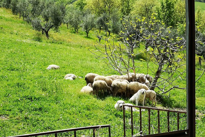 Cheese & ricotta making  Teramo (Abruzzo) Italy - The Experience in Context