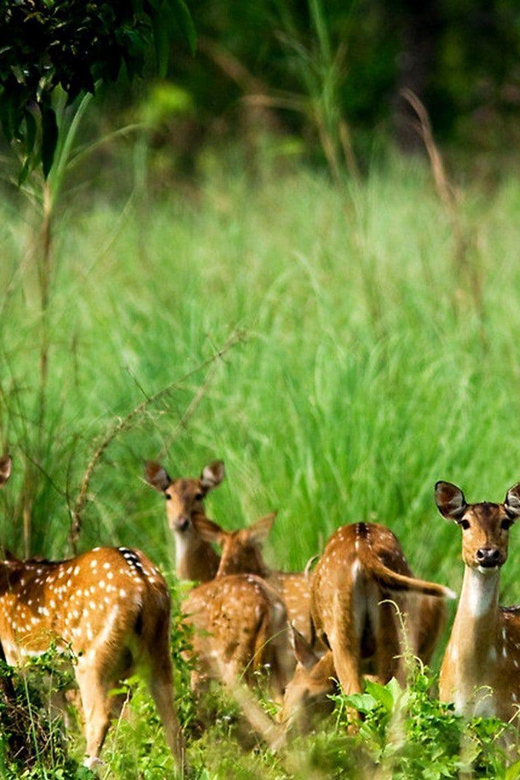 Chitwan 1 Night 2 Day Wildlife Adventure - What is Included and What’s Not