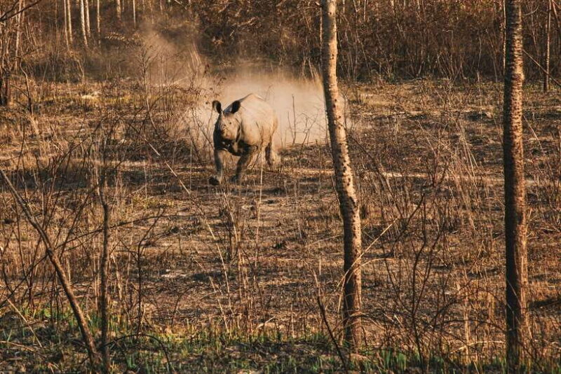 Chitwan Jungle Safari - 2 nights / 3 days - A Closer Look at the Chitwan Jungle Safari Experience