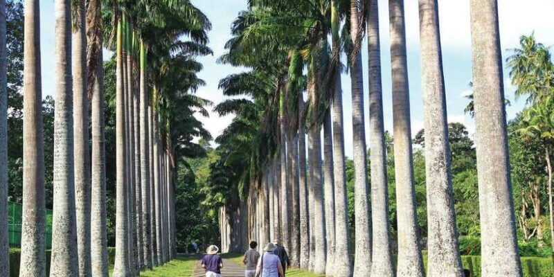 Colombo: Pinnawala Orphanage, Kandy Temple of Tooth day trip - The Practicalities: What to Expect
