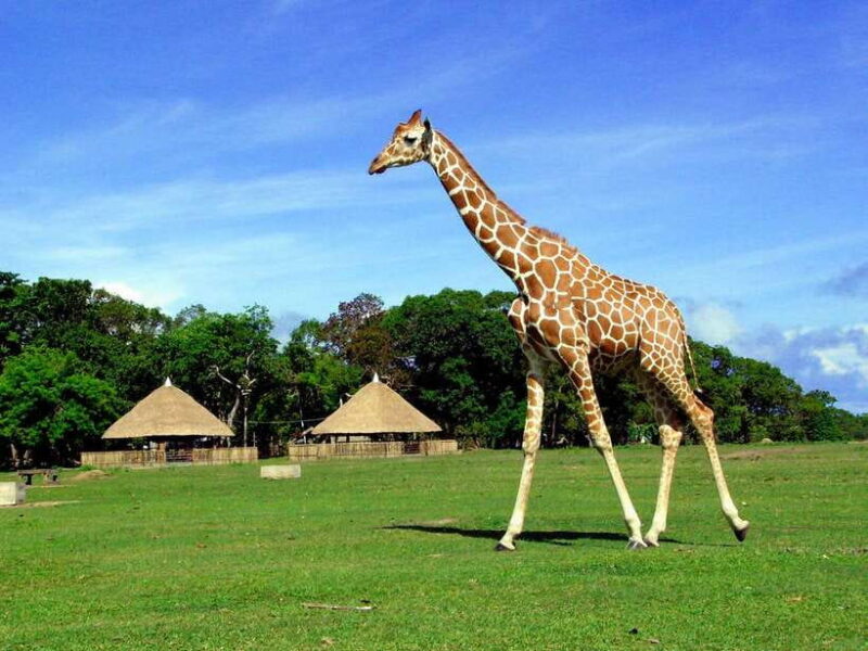 Coron: Calauit Safari Adventure - Exploring the Itinerary in Detail
