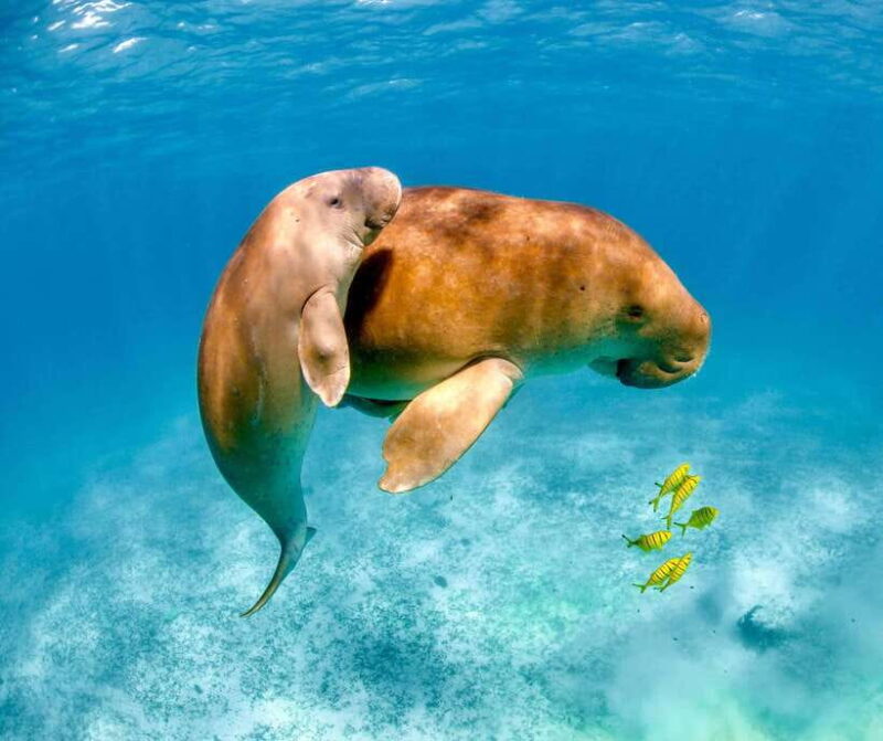 Coron: Dugong Watching with Sea Turtle and Coral Garden tour - The Itinerary: What to Expect
