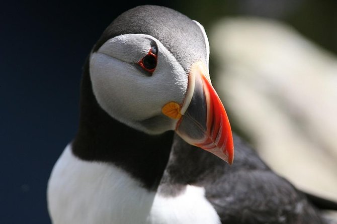 Dingle Boat Tours RIB Adventure Private - The Experience in Detail: From Booking to the End