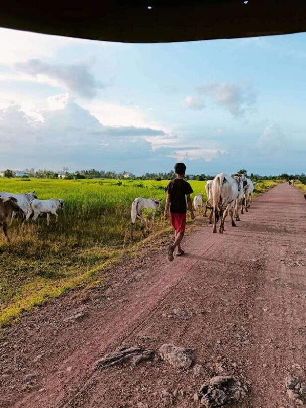 Discover Kep countryside include Pepper farm Cave, Salt... - The Value of This Tour