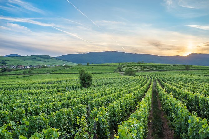 Discovery Vineyard - Discovering the Charm of Domaine Specht’s Vineyard Tour