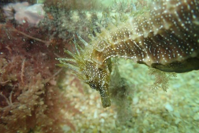Dive in Marine Reserve, Arrábida, Setúbal, Sesimbra, near Lisbon - Introducing the Reef Diving Experience in Arrábida