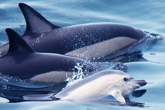 Dolphin-Watching in Marina de Lagos - What You’ll Experience: A Breakdown of the Itinerary