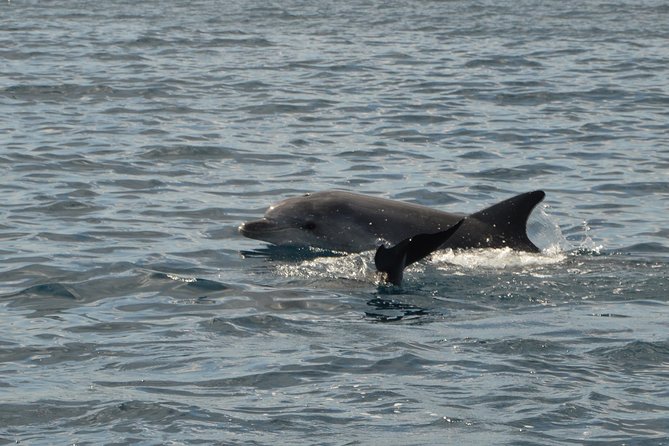 Dolphin Watching Tour - from Golfo Aranci - Authentic Encounters and Authenticity