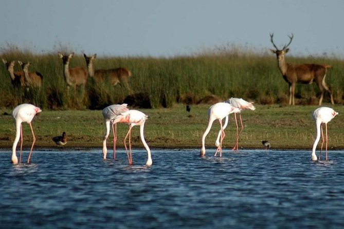 Donana National Park & Matalascanas Guided Tour from Seville - Final Thoughts