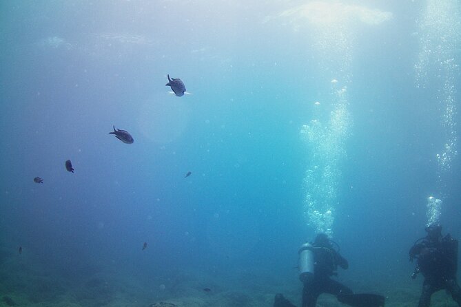 Double Shore Dive (certified divers) - Who Is This Tour Perfect For?