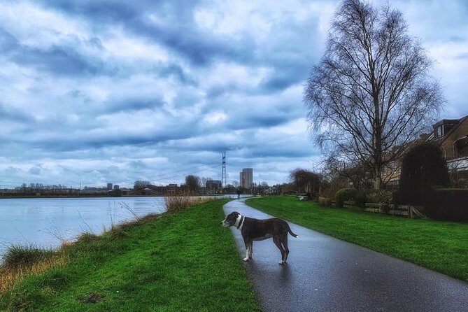 Dutch Windmills & Polder Walking Tour - The Value of This Tour