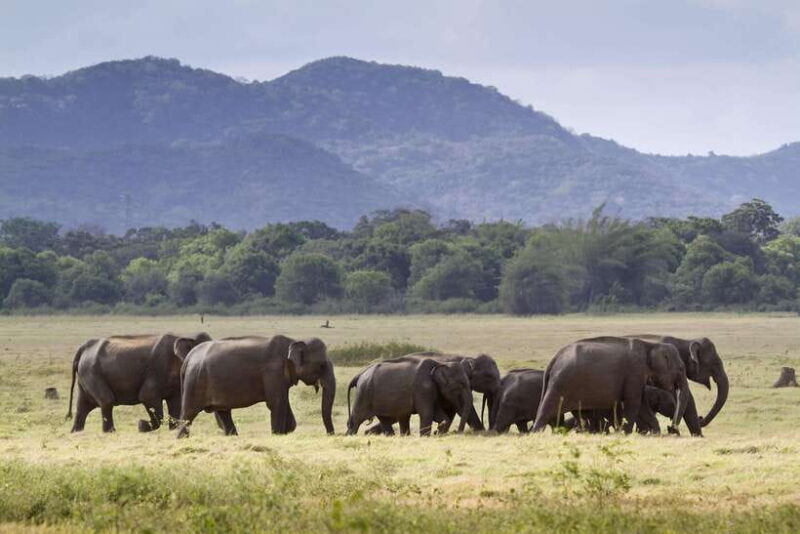 Elephant Jeep Safari at Minneriya National Park - Authentic Experiences Shared by Travelers