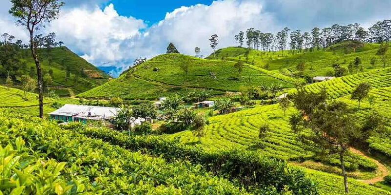 Ella: Day Tour From Kandy with Train Ride - Transport, Timing, and Group Size