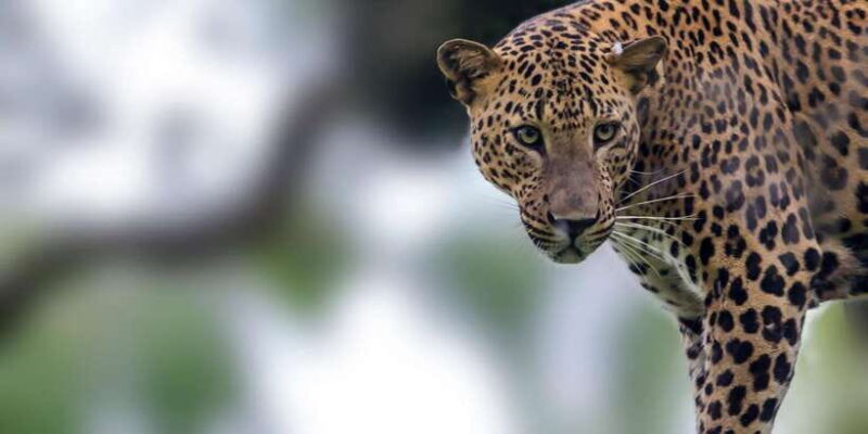 Ella: Safari Day Trip to Yala & Udawalawe w/ Picnic Lunch - What the Reviews Say