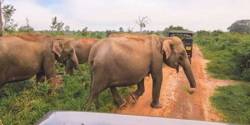Ella: Shuttle to Mirissa/Galle/Hikkaduwa & Udawalawa Safari - The Itinerary Detailed