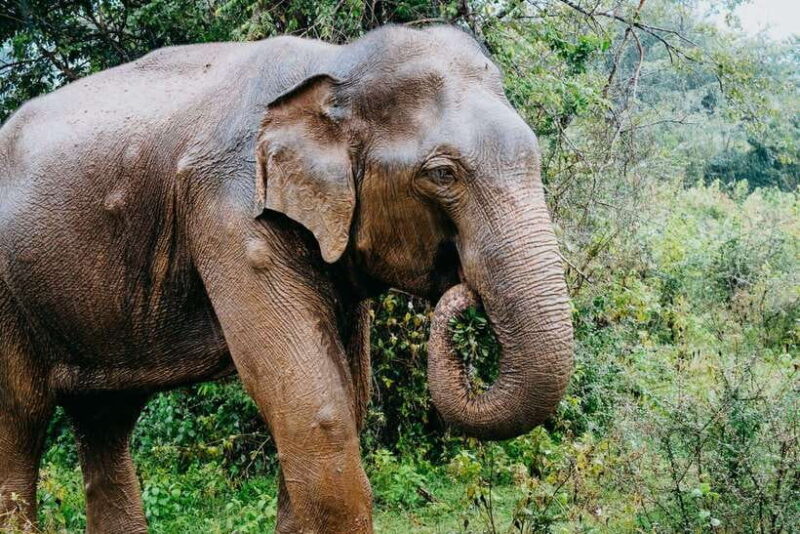 Ella: Transfer to Mirissa/Galle/Hikkaduwa & Udawalawe Safari - Why This Tour Offers Great Value