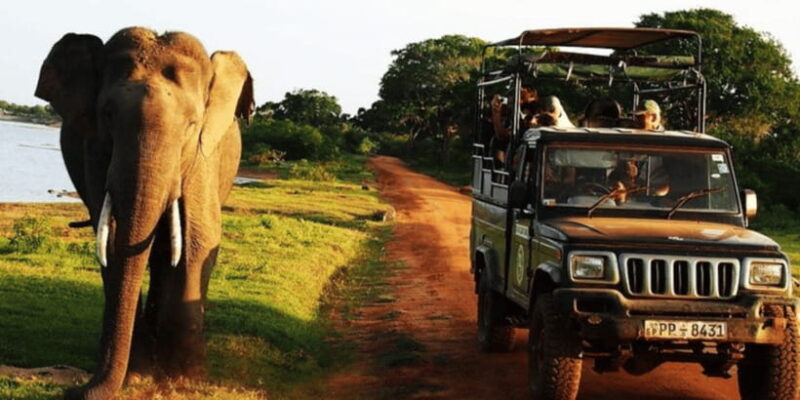 Exclusive : Yala National Park Afternoon Expedition - The Itinerary Breakdown